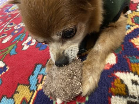 大島璃音 On Twitter 昨日は わんわんの日 ということで 番組内で大島家のわんわん、チャチャの最新情報を紹介させていただきまし