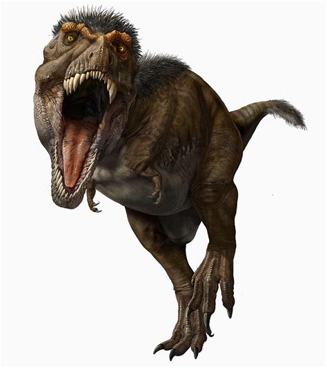 T Rex Had Feathers And Other Surprising Facts About The Popular Predator