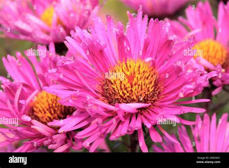 Symphyotrichum Novae Angliae Souvenir Of Paul Gerber Synonym Aster