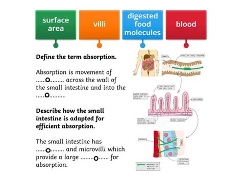 Absorption In The Small Intestine Cambridge Igcse Co Ordinated