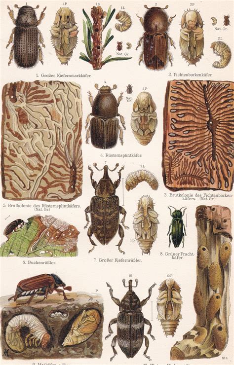 Discover 17 Insect Classification And Bugs And Insects Ideas Insects