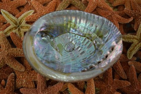 Green Abalone Sea Shell One Side Polished Beach Craft Pc Jc Walmart