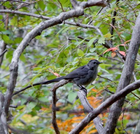 Gray Catbird Photograph By Lisa Cassinari Fine Art America
