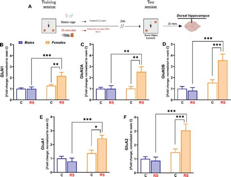 NMDA And AMPA Receptor Subunits Expression Was Significantly Increased
