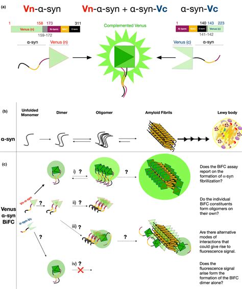 α‐synuclein Bimolecular Fluorescence Complementation Bifc Assays
