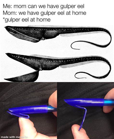 Eel Meme