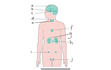 Endocrine System Flashcards Quizlet
