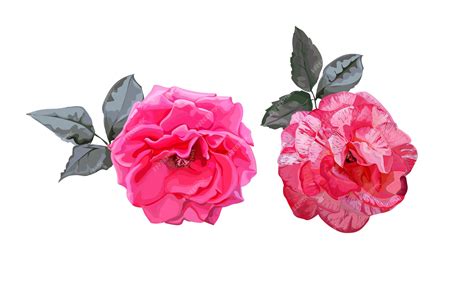 Rosas Rosadas Con Hojas En Blanco Vector Premium