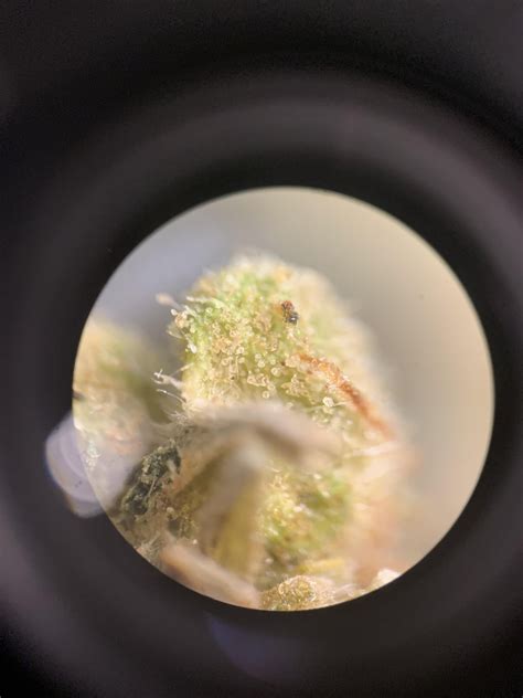 Weed Under Microscope Rmicroscopy