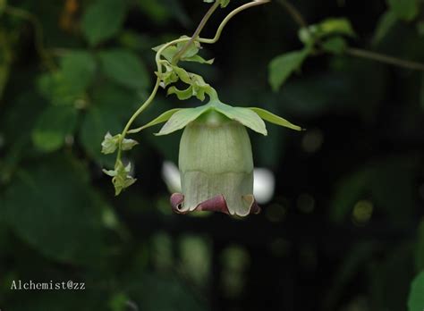 羊乳 Codonopsis Lanceolata Nature Library