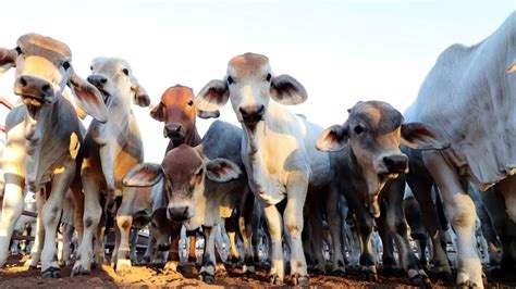 Dehorning Cattle And Castration Ias Exam
