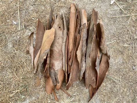 Eucalyptus Bark Plant Dye On Cellulose Fibre Crafthub European Project