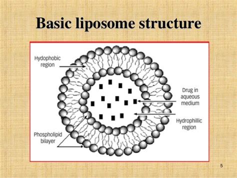 Liposomes
