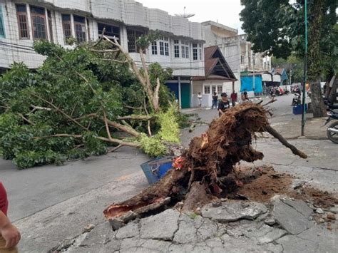 Diterpa Angin Pohon Peneduh Di Depan Rumah Makan Simpang Raya