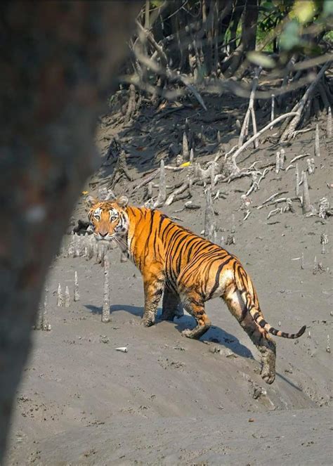 Morshedur Rahman Anis