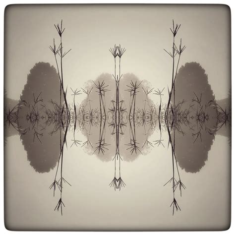 Symmetria Series — Vicki Reed