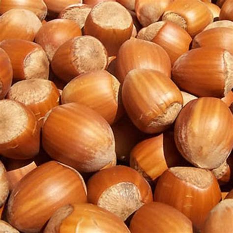 Increase Hazelnut Size And Yield With Netafim Drip Irrigation