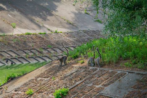Ring Tailed Lemur Backs Are Gray To Rosy Brown With Gray Limbs And Dark