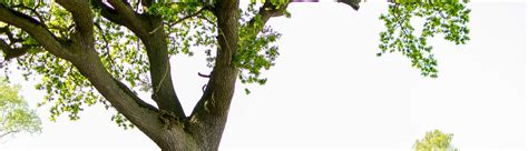 Trees With Non Invasive Root Systems Davey Tree