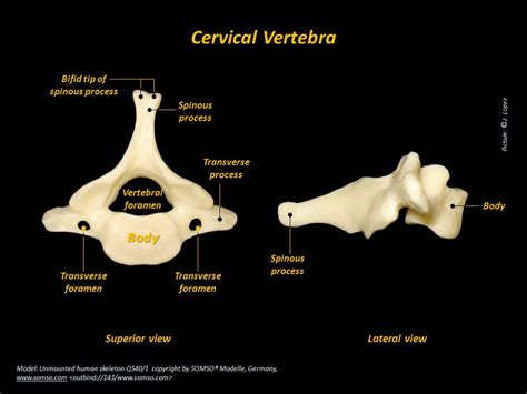Lecture 15 The Skeletal System 1 Ppt Video Online Download