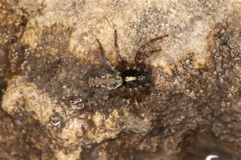 Textrix Textrix Picture Insect