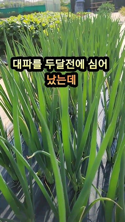 두달전에 텃밭에 심은 대파 대파 Youtube