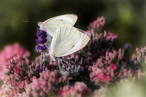 Insect Butterfly Summer Free Photo On Pixabay Pixabay
