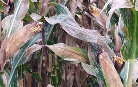玉米根据籽粒形状分为哪几种类型 农业种植网