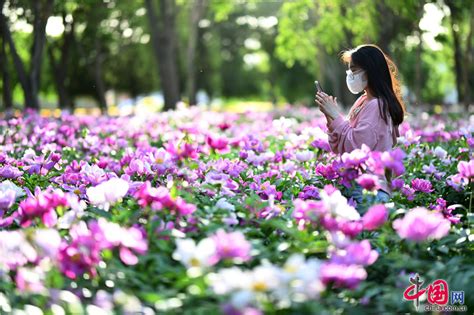 新疆巴州库尔勒：初夏时节芍药花竞相开放中国网