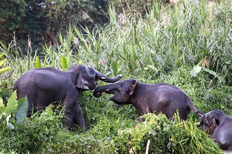 Pertarungan Gajah Pygmy Borneo Borneo Malaysia Asia Foto Stok Unduh