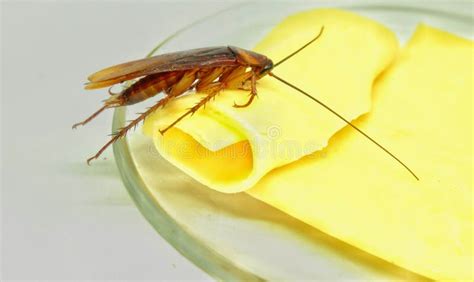 Close Up Cockroach And Dish On Style Stock Image Image Of Crawling