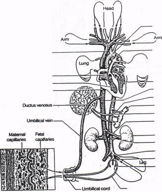 Fetal Pig Female Reproductive System Diagram