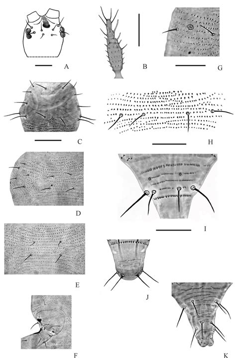 Kucharczyk H Comparative Morphology Of The Second Larval Instar Of