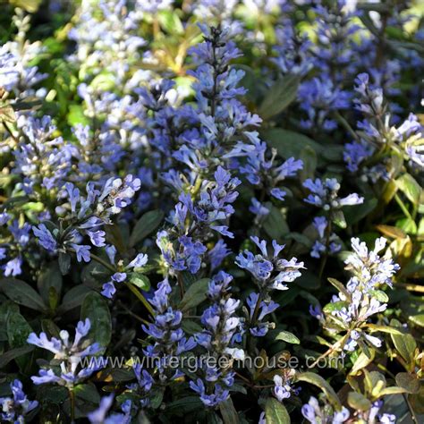 Winter Greenhouse Ajuga Chocolate Chip Bugleweed 999