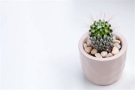 작은 냄비 Succulents 또는 정면으로 흰색 배경에 선인장 공장 0명에 대한 스톡 사진 및 기타 이미지 0명 개념