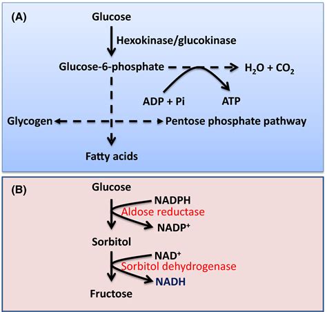 Sorbitol Pathway