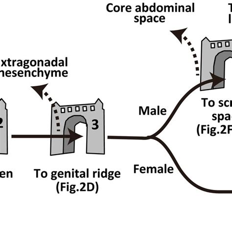 Gates For Germ Cell Development A Cartoon Shows Possible Major Gates