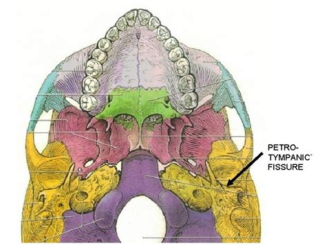 Base Of Cranium From External Side Hard Palate