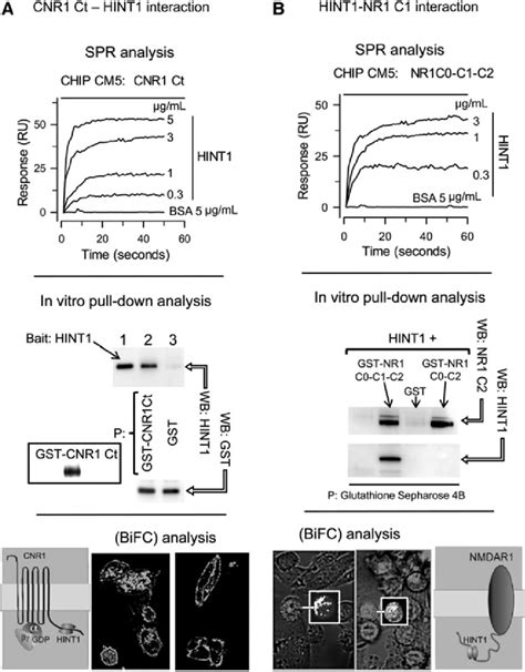 The Hint1 Protein Binds To The Cnr1 C Terminal Sequence And The C1