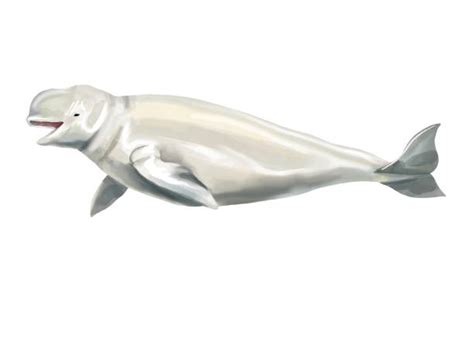 1300 Paus Beluga Ilustrasi Grafik Vektor And Clip Art Bebas Royalti