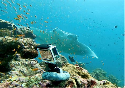 The Remarkable Cleaning Behaviour Of Reef Manta Rays — Manta Trust