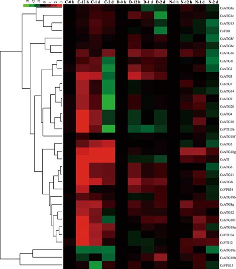 Temporal Spatial Expression Patterns Of Csargs In Tea Plant Under