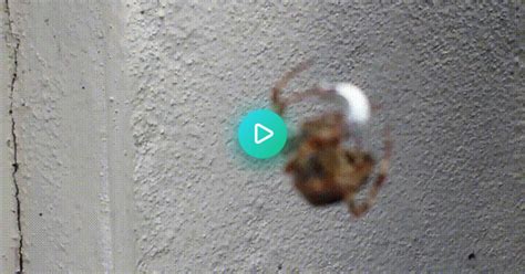 Spider Caught A Woodlouse  On Imgur