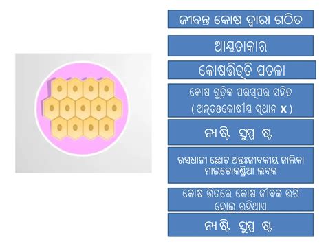 Meristematic Tissue Class 9th Tissuepptx