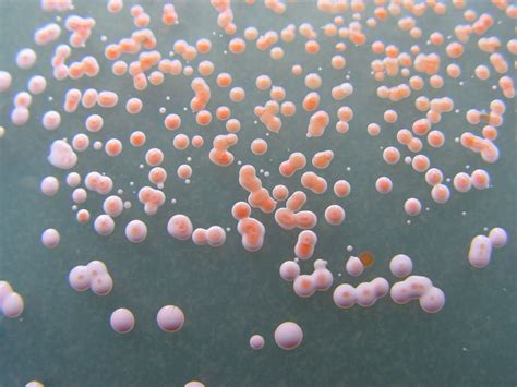 Halobacterium Salinarum Microscope