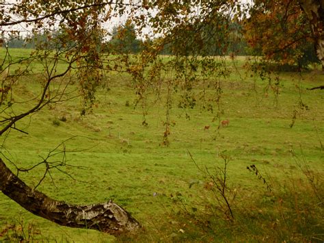 Waldspaziergang Mit Neuen Gesichtern Pilzbestimmung U