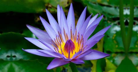 Egyptian Blue Water Lily