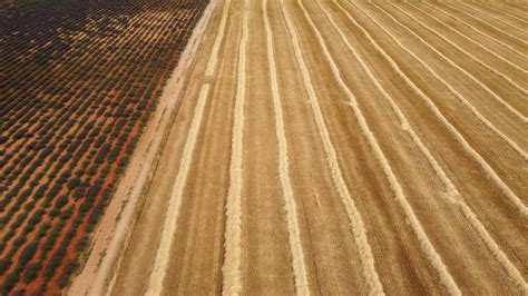 Harvested Wheat Agriculture Field Aerial View 16348386 Stock Video At