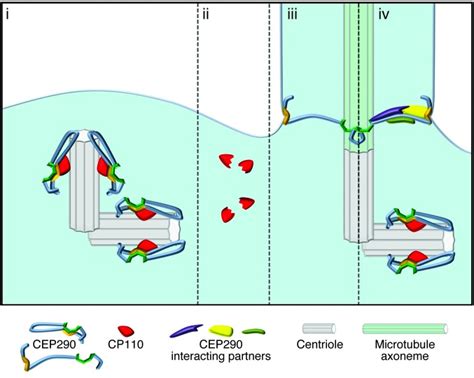 Disruption Of Cep290 Microtubule Membrane Binding Domains Causes Retinal Degeneration Pmc
