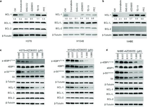 MTOR Inhibitor AZD8055 Selectively Suppresses MCL 1 Expression In Tumor